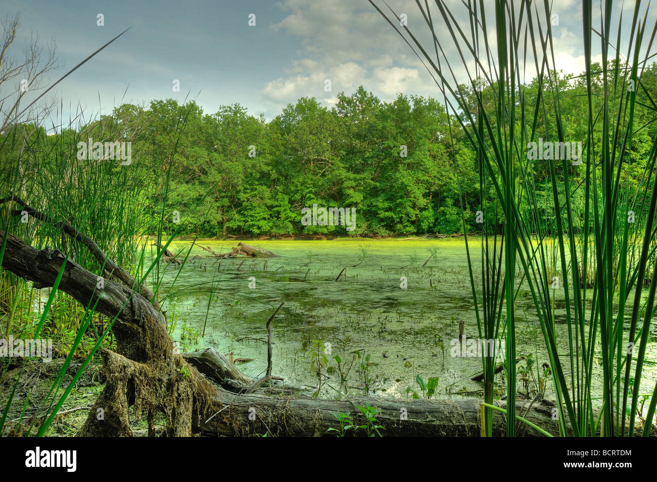 Real swamp root hi-res stock photography and images - Alamy