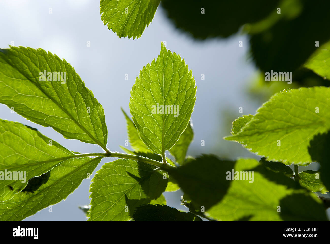 Leaves of deciduous tree shot using sun as backlight Stock Photo - Alamy