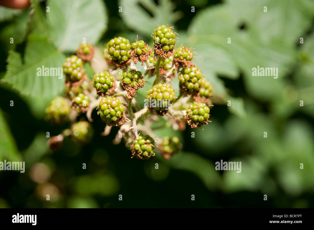 Unriped fruit hi-res stock photography and images - Alamy