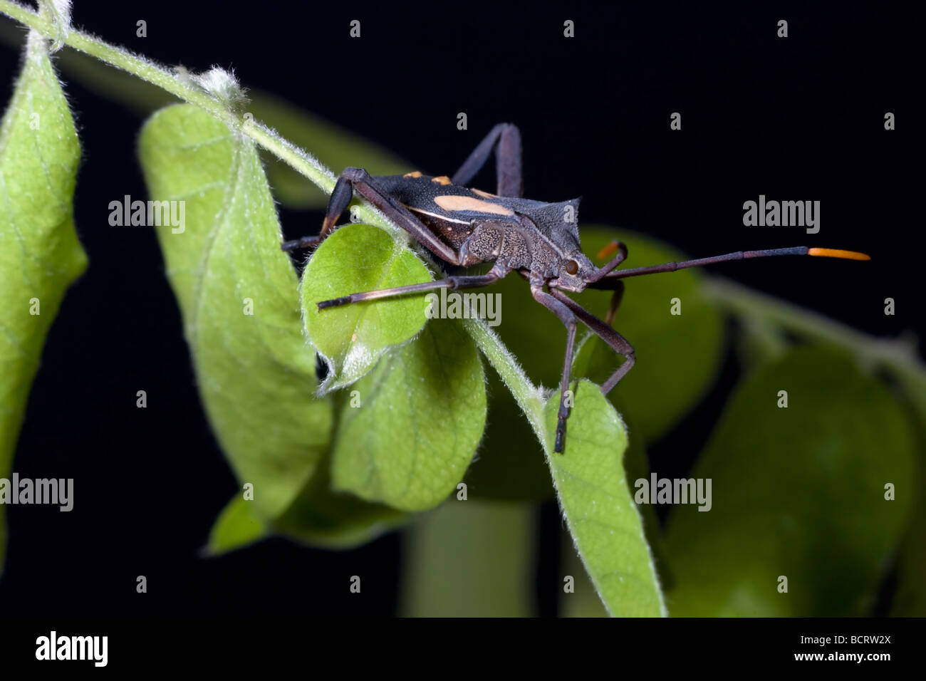 Crusader bug (Mictis profana Stock Photo - Alamy