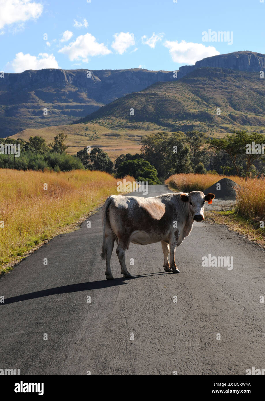An inquisitive friendly cow standing in the middle of a country road ...