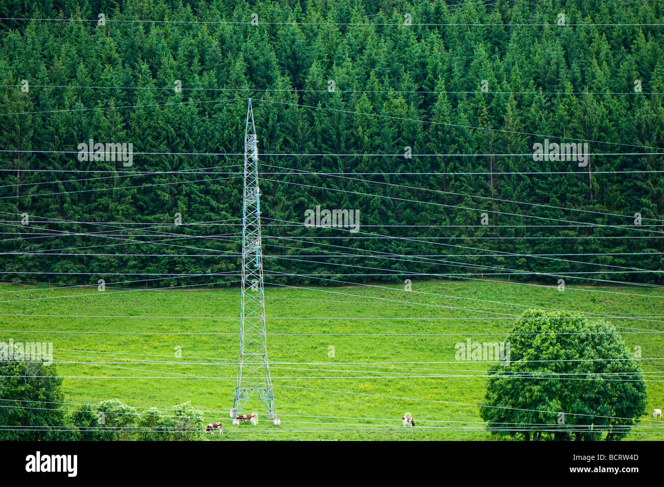High voltage overhead electricity cables passing over a field with cows ...