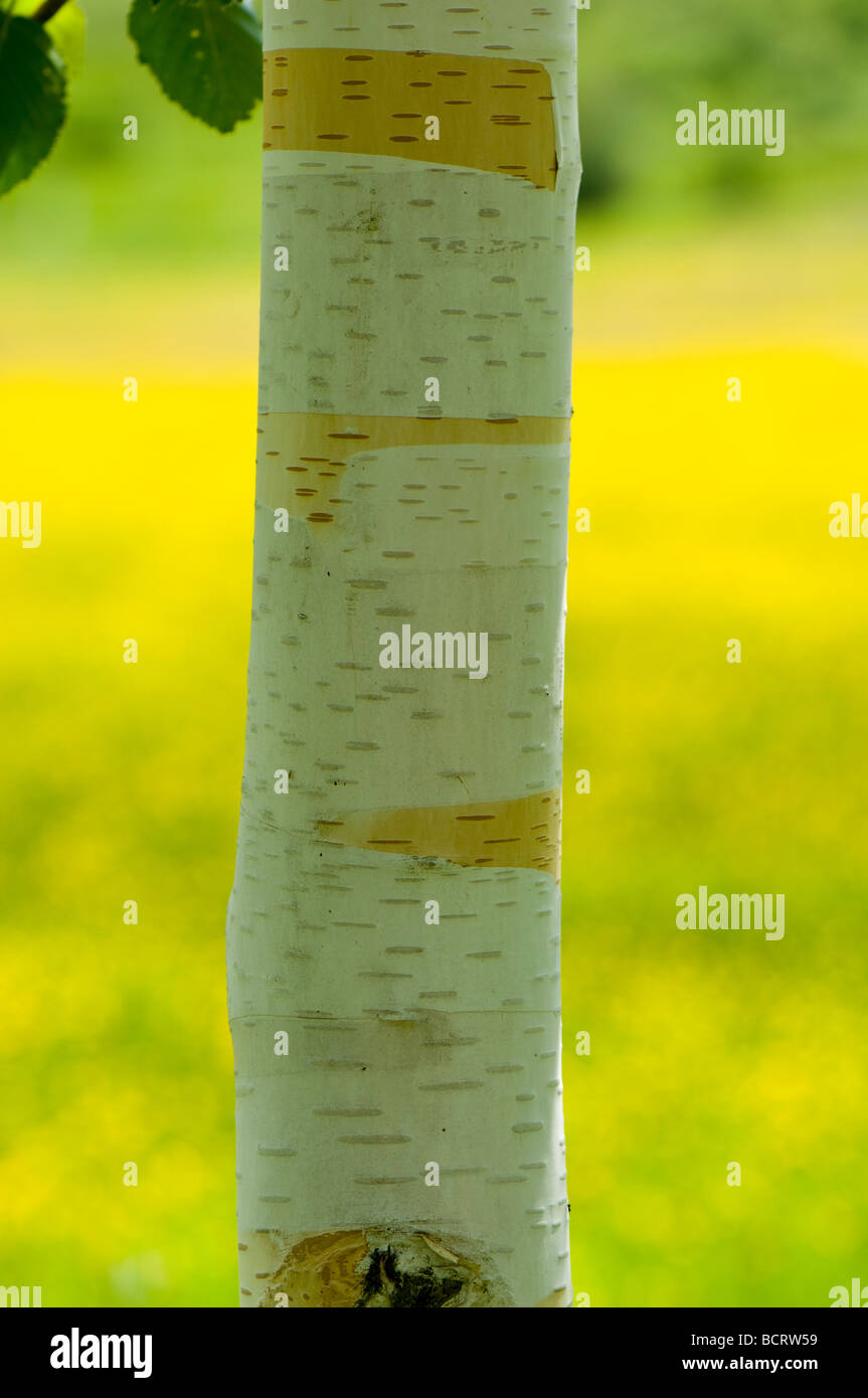 Silver birch trees bark hi-res stock photography and images - Alamy
