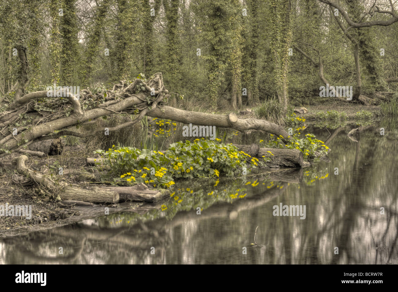 Lenham Forest Bog in Kent Stock Photo - Alamy