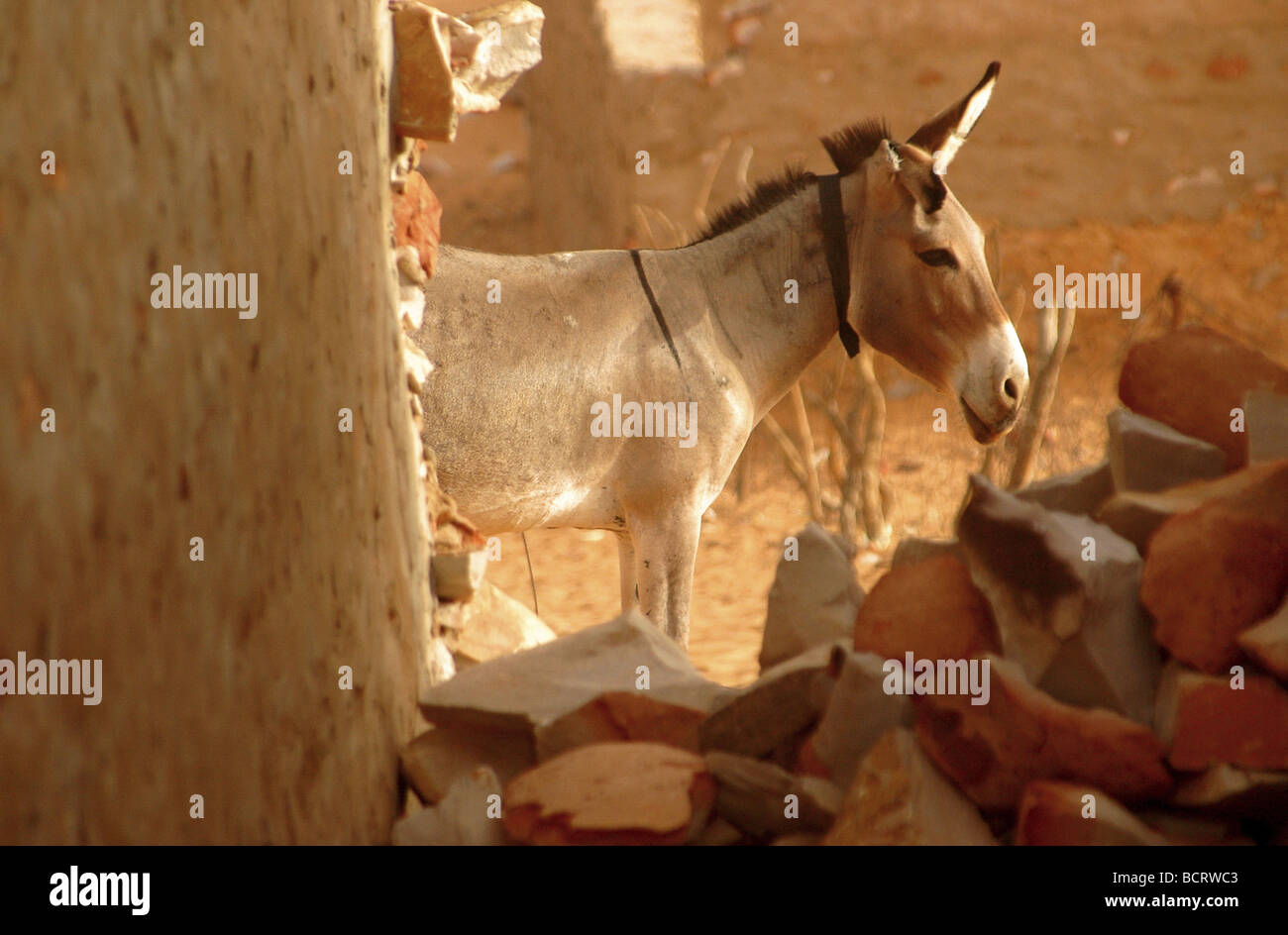 Donkey in the Sahara desert Stock Photo - Alamy