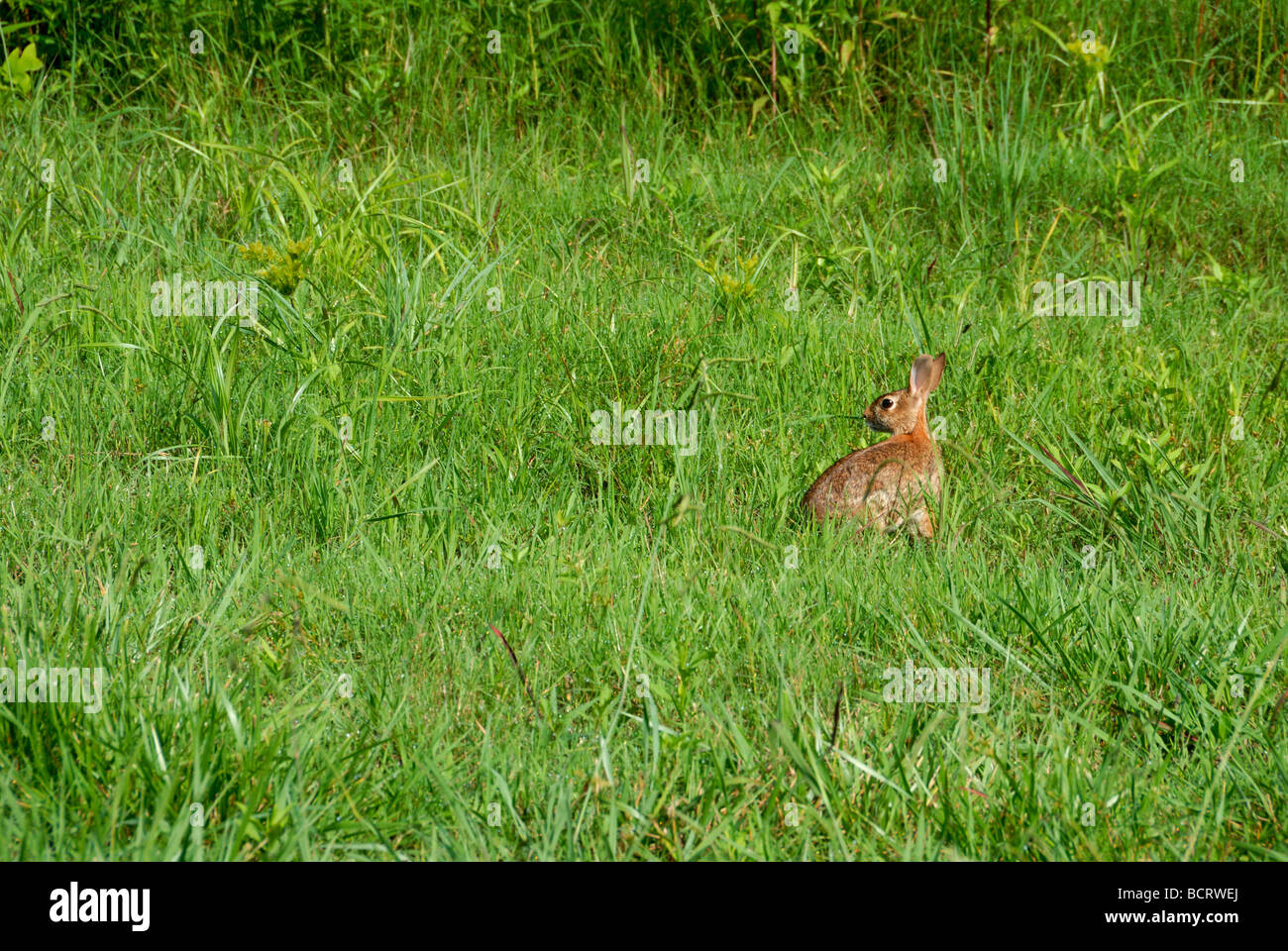 Wild hare in an open field Stock Photo - Alamy