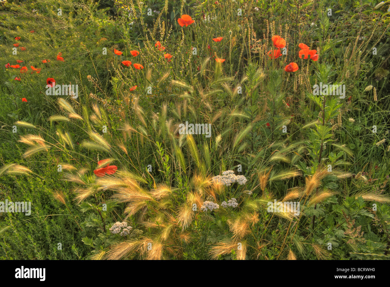 Hamilton field hi-res stock photography and images - Alamy