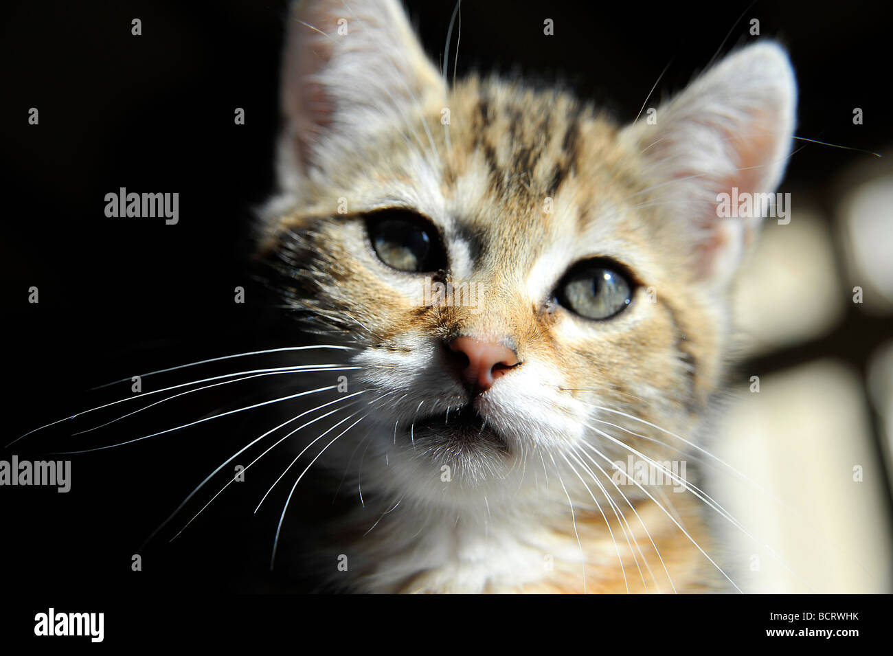 Young tabby kitten Stock Photo - Alamy