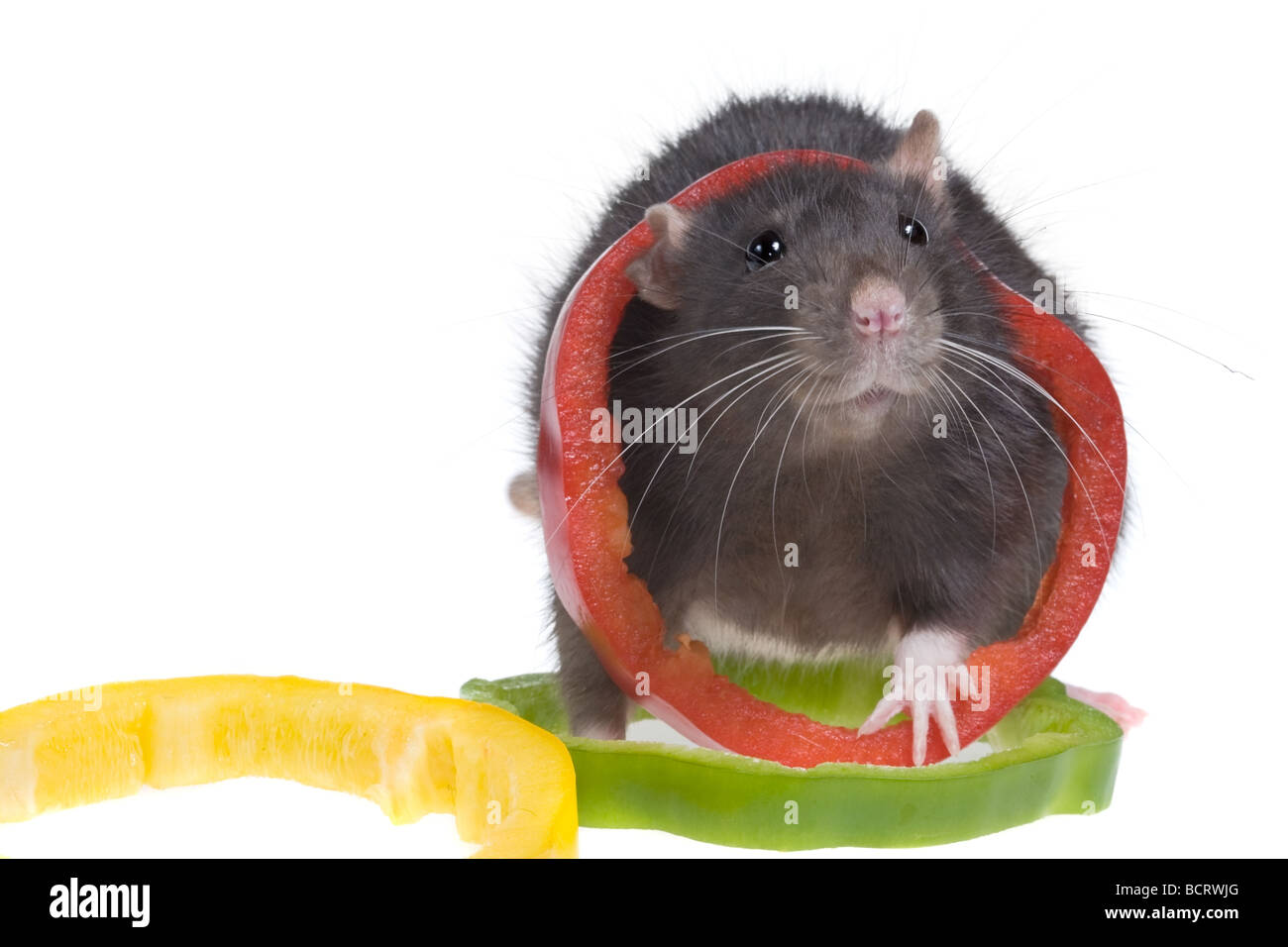funny rat and bell pepper cuts isolated on white Stock Photo - Alamy