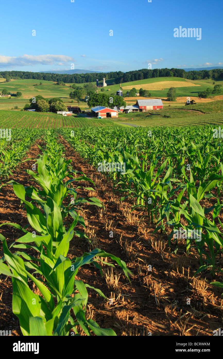 Corn farms hi-res stock photography and images - Alamy