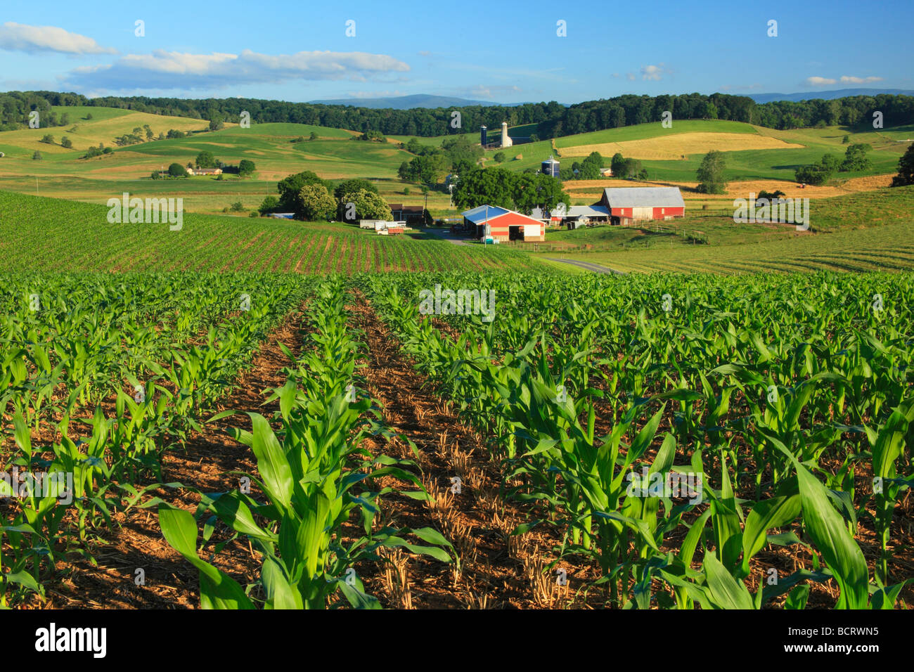 Corn fields in valley hi-res stock photography and images - Alamy