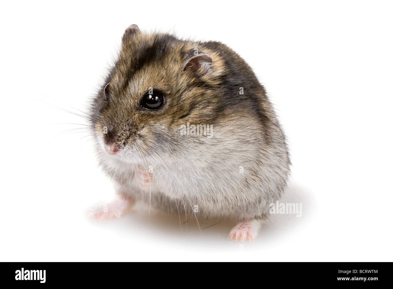 dwarf hamster close up isolated on white background Stock Photo - Alamy