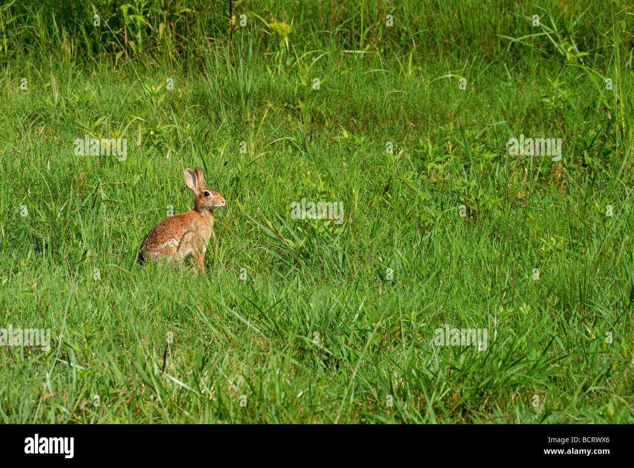 Wild rabbit in an open field Stock Photo - Alamy