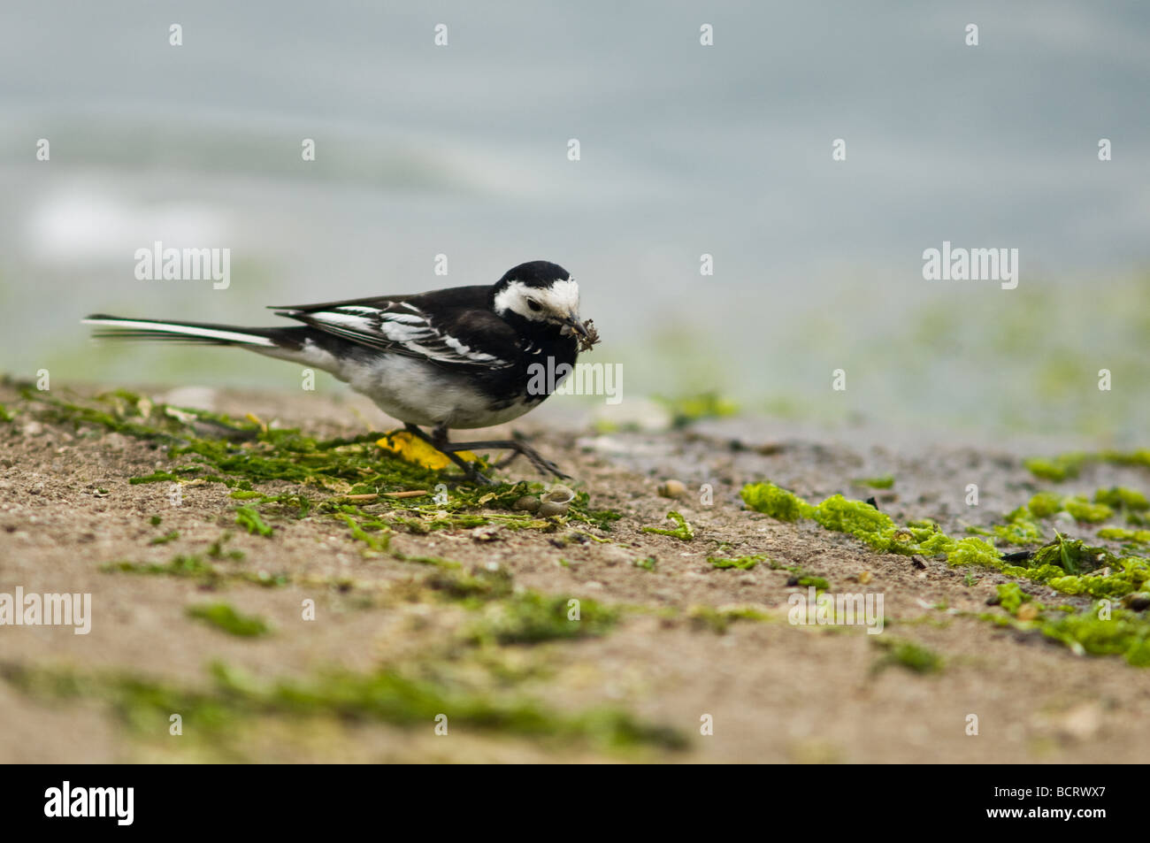 Pied Wagtail in search for food Stock Photo - Alamy