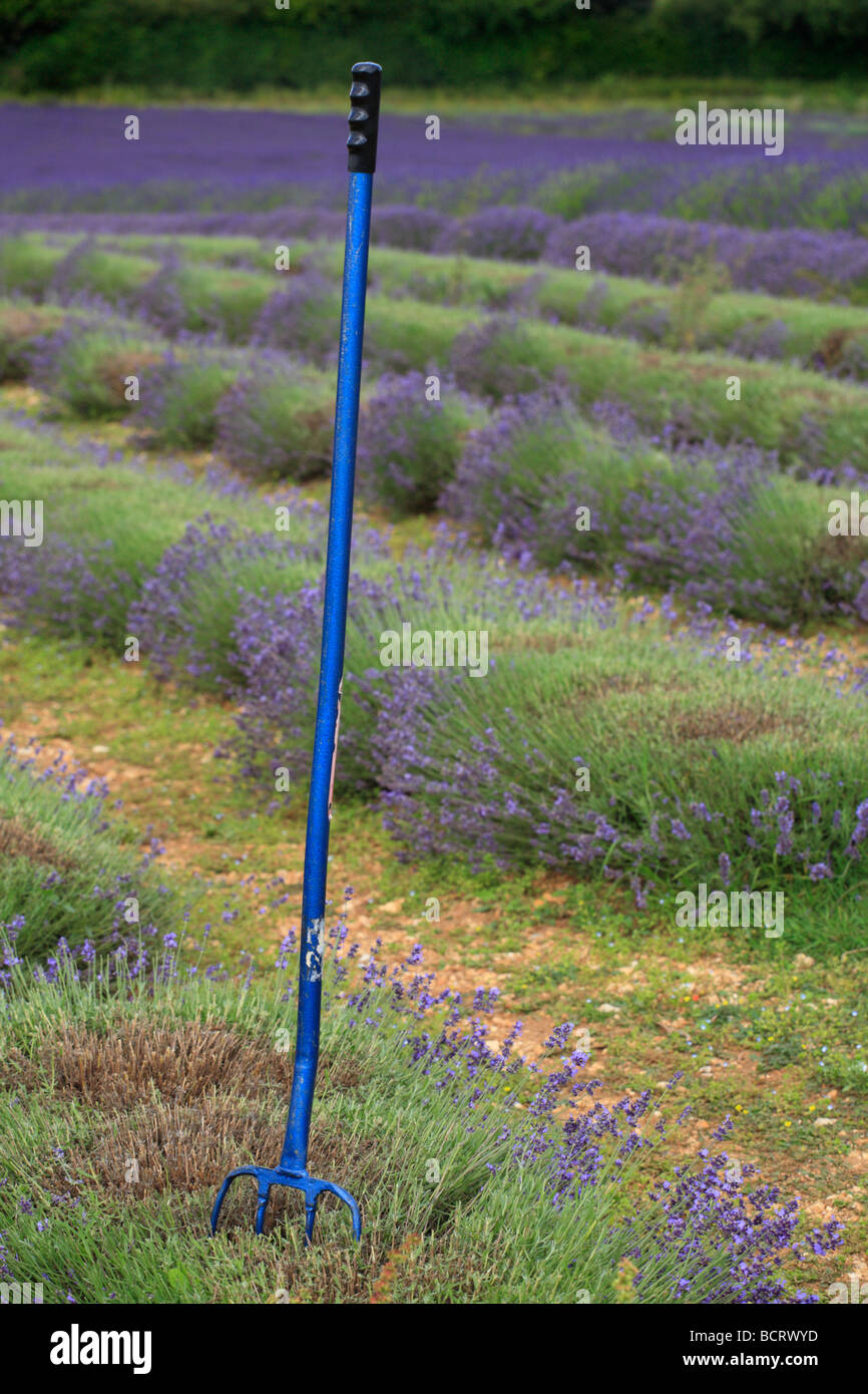 A blue pitchfork for use during the lavender harvest at Heacham Stock ...