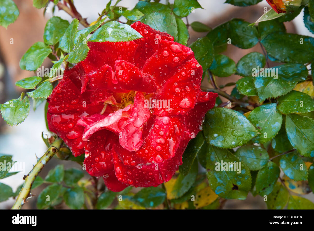 Red rose in rain hi-res stock photography and images - Alamy