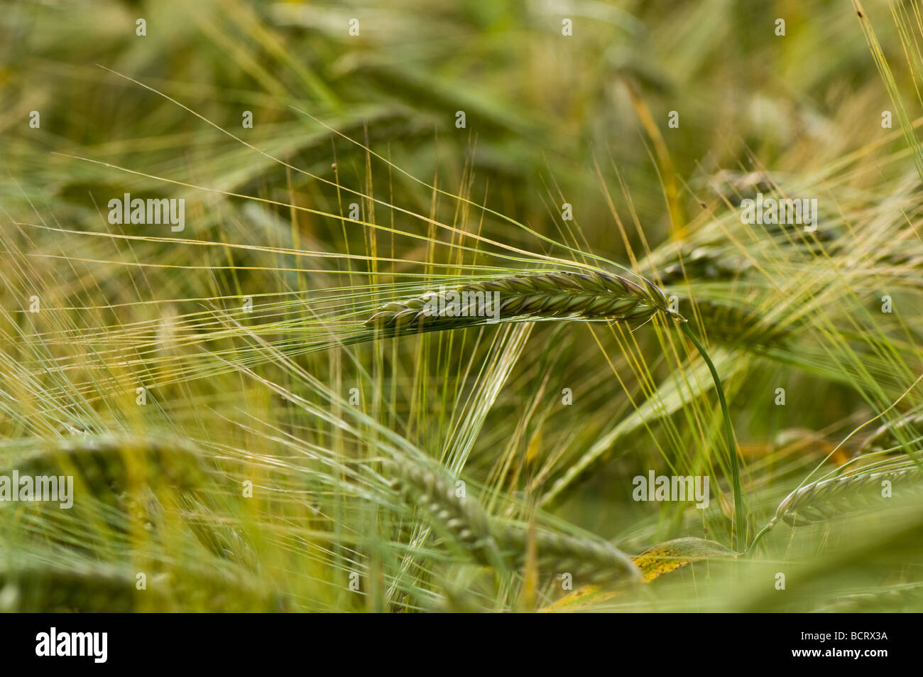 Seed heads hi-res stock photography and images - Alamy