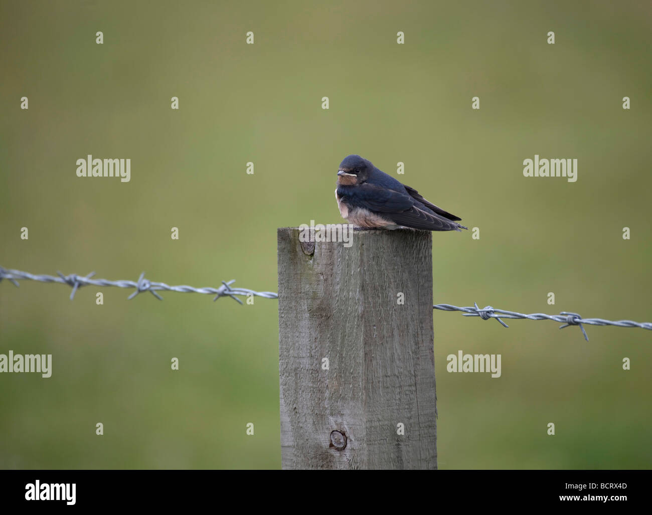 young Barn Swallow ("Hirundo rustica") fledgling feeding time, perched ...