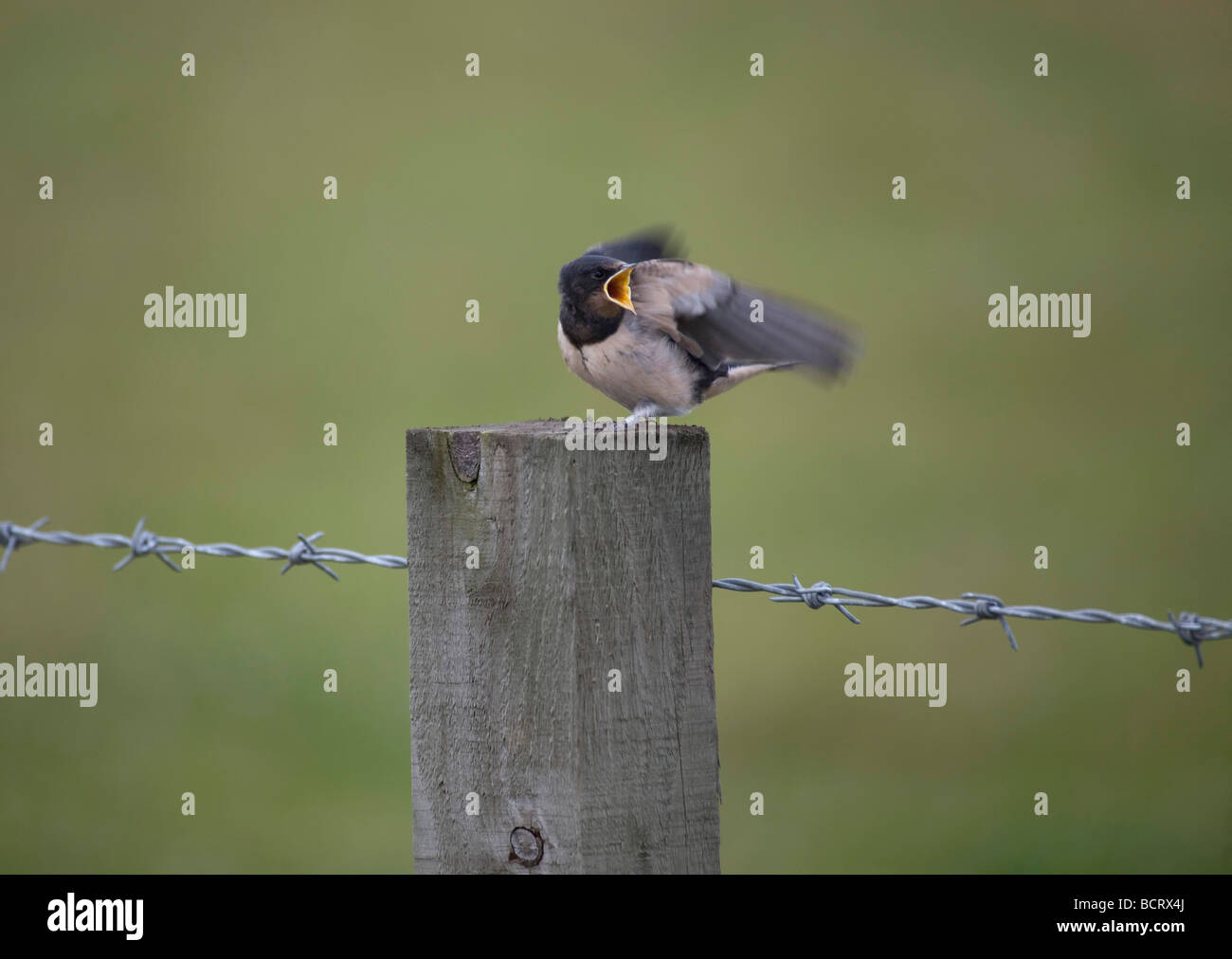 young Barn Swallow ("Hirundo rustica") fledgling feeding time, perched ...
