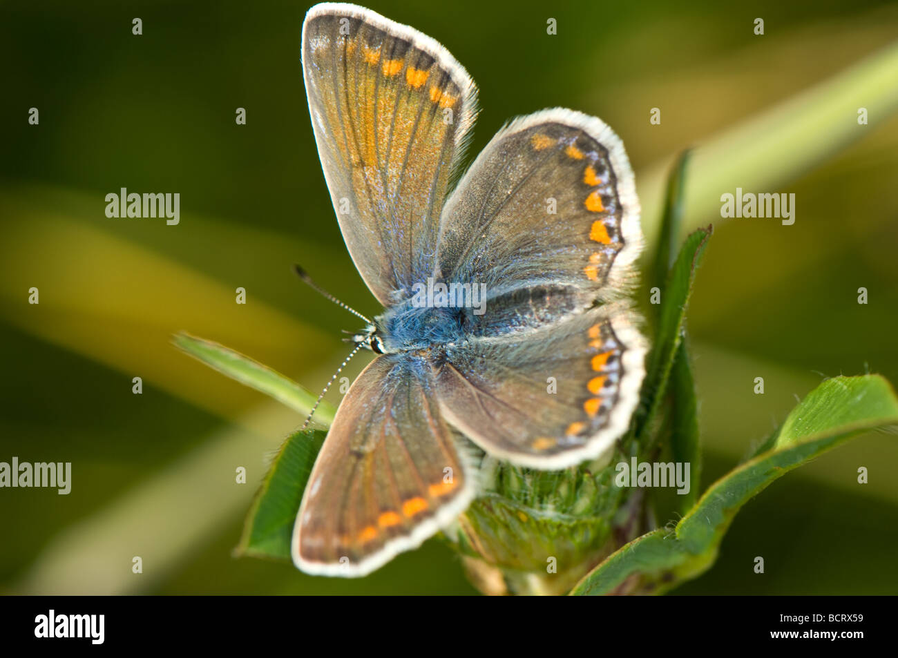 Female common blue butterfly hi-res stock photography and images - Alamy