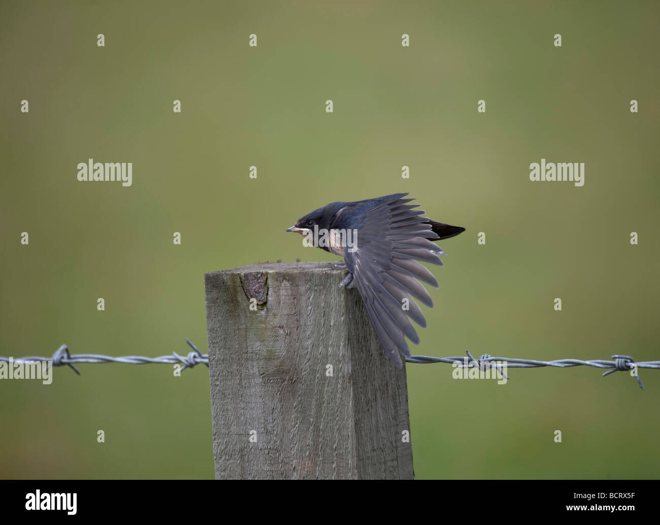 young Barn Swallow ("Hirundo rustica") fledgling feeding time, perched ...