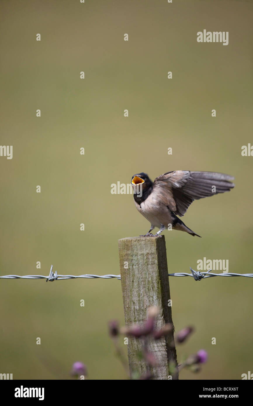 Barn swallow open beak hi-res stock photography and images - Alamy