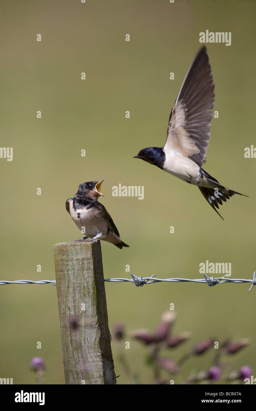 Young swallow beak open hi-res stock photography and images - Alamy