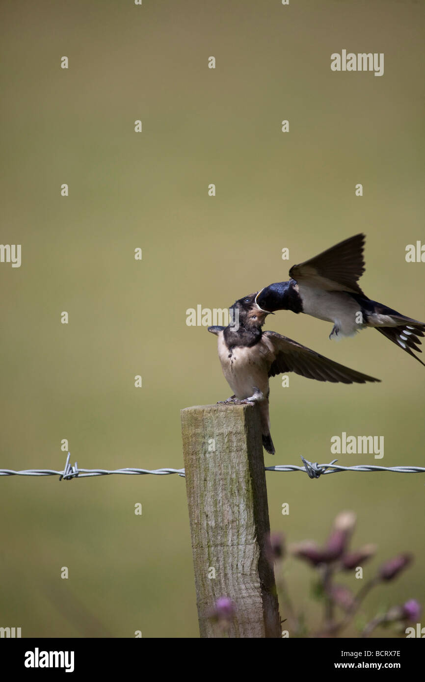 young Barn Swallow ("Hirundo rustica") fledgling feeding time, perched ...