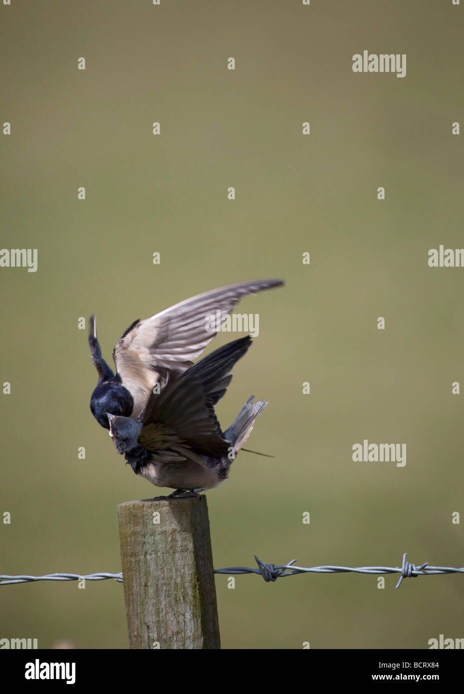 Barn Swallow ("Hirundo rustica") fledgling feeding time, Adult head in ...