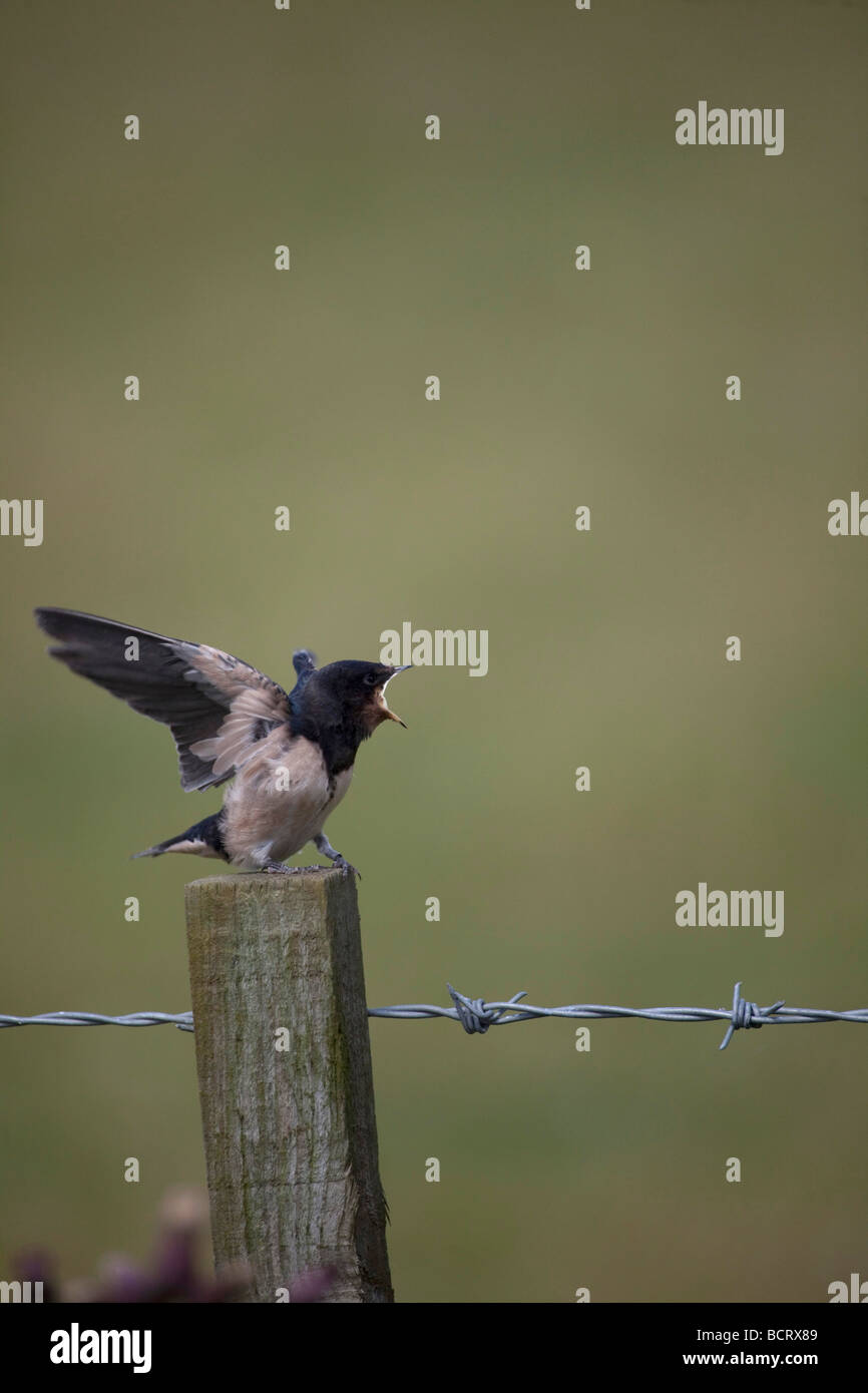 young Barn Swallow ("Hirundo rustica") fledgling feeding time, perched ...
