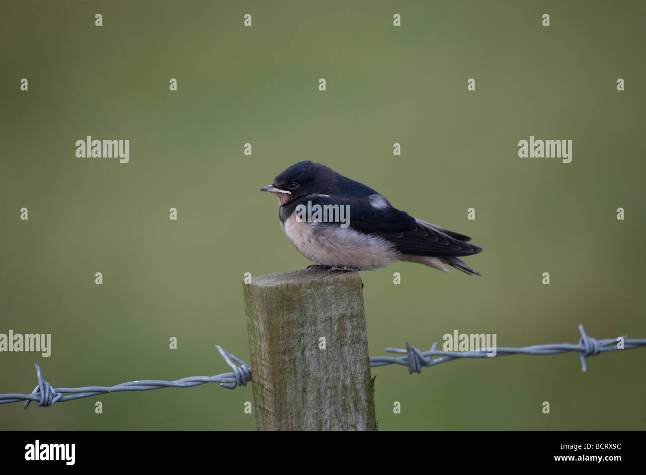 young Barn Swallow ("Hirundo rustica") fledgling feeding time, perched ...