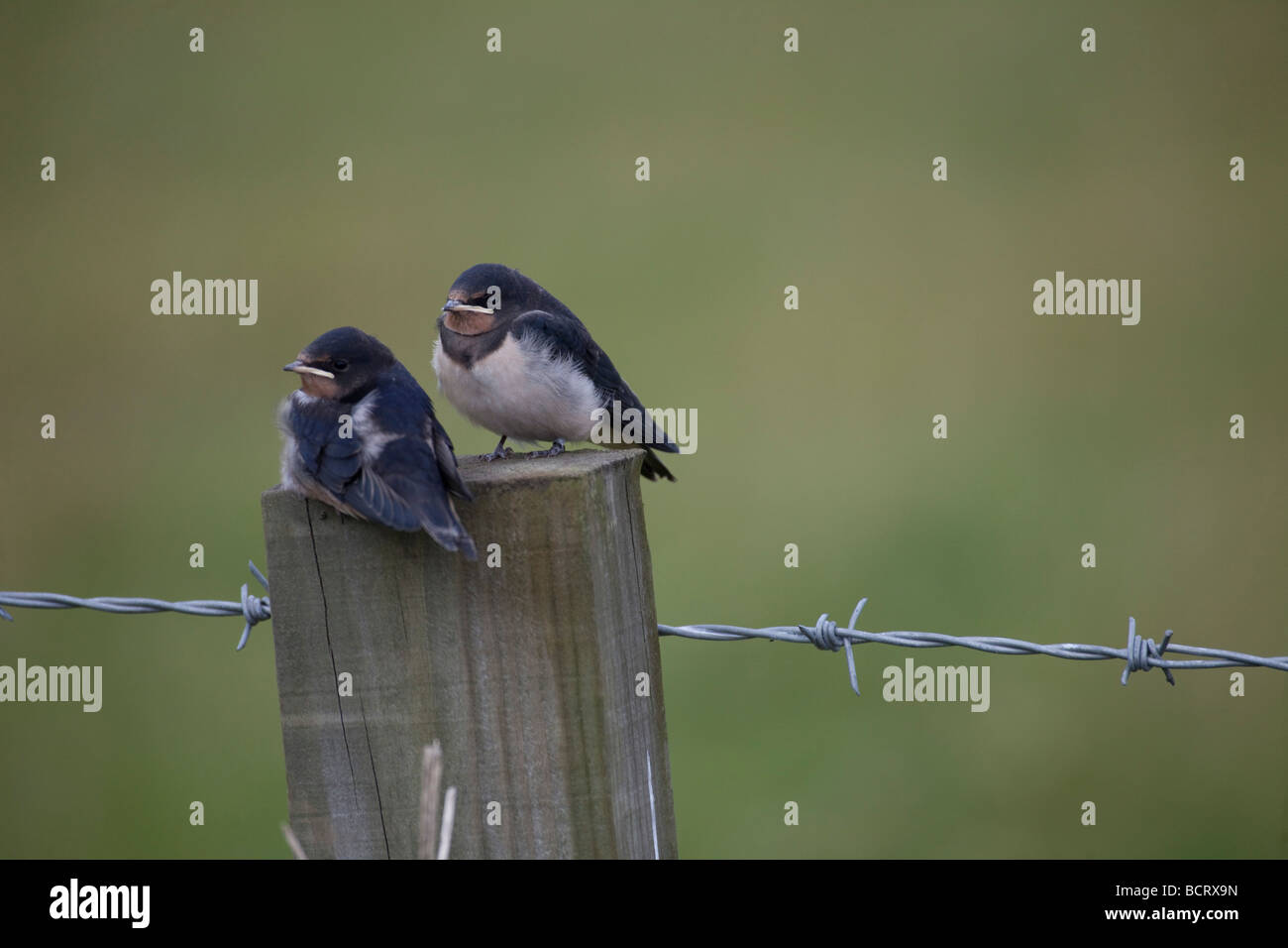 2 young Barn Swallows ("Hirundo rustica") fledglings feeding time ...