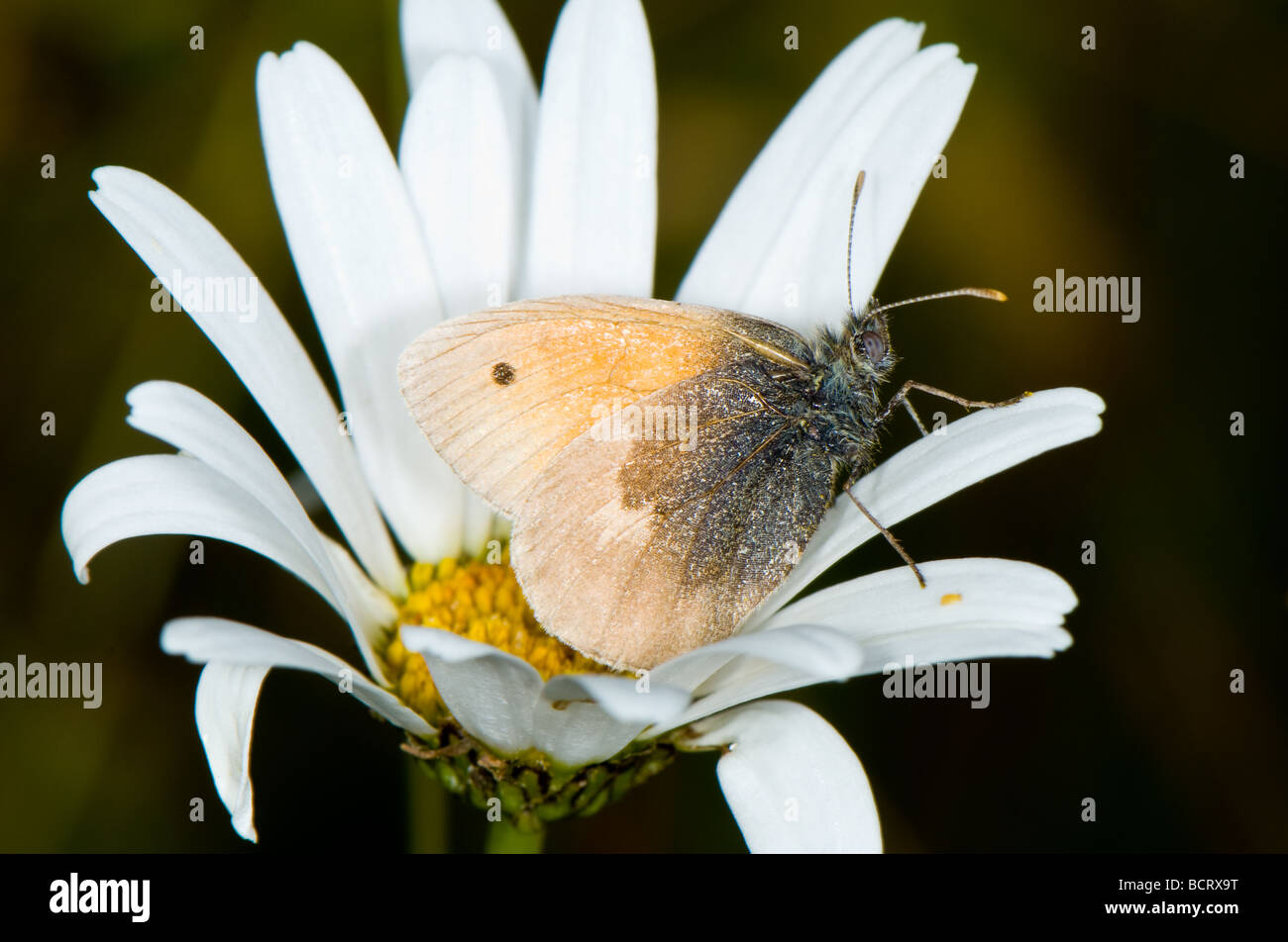 Hay meadows butterfly hi-res stock photography and images - Alamy