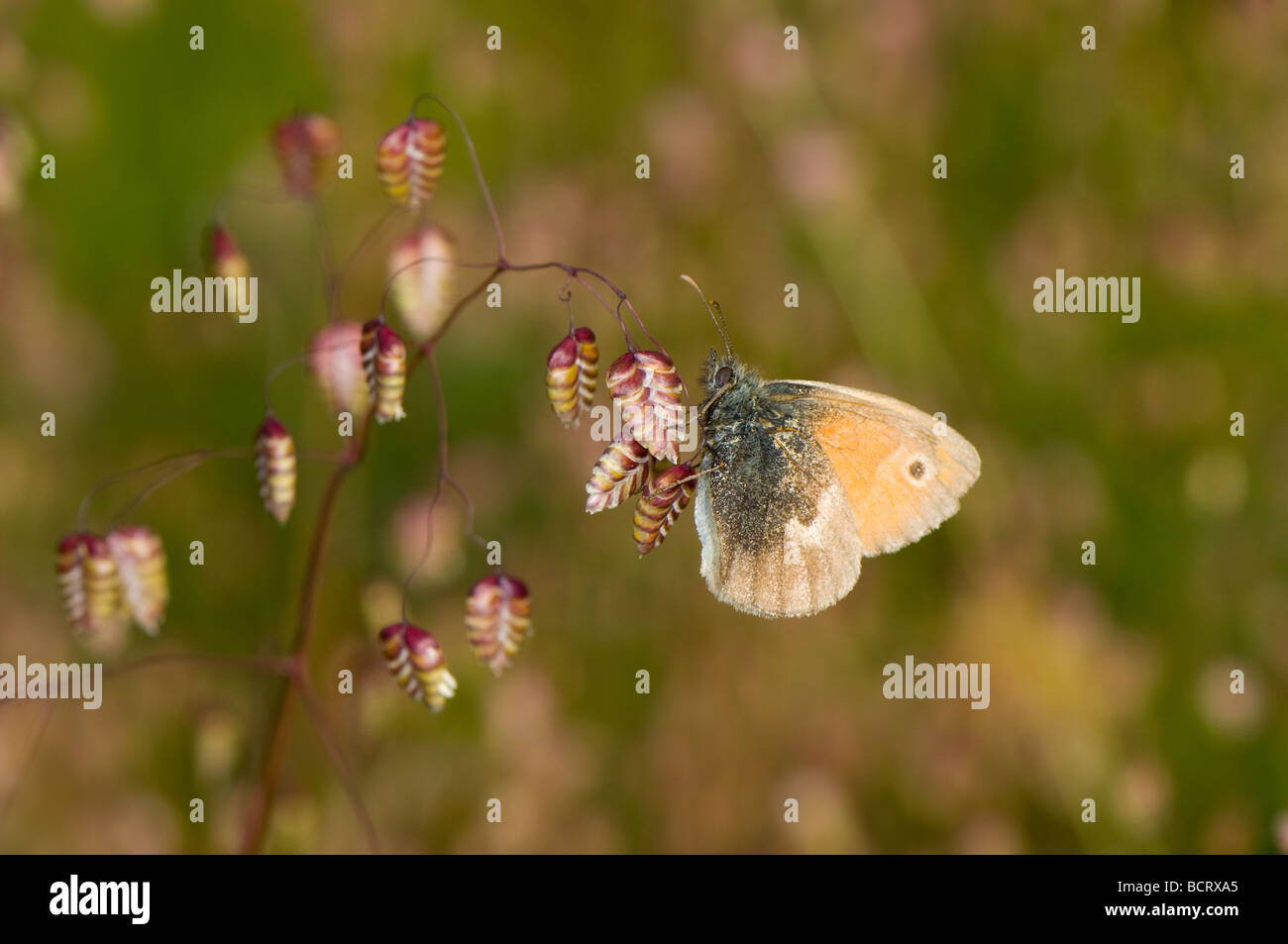 Meadows butterfly hi-res stock photography and images - Alamy