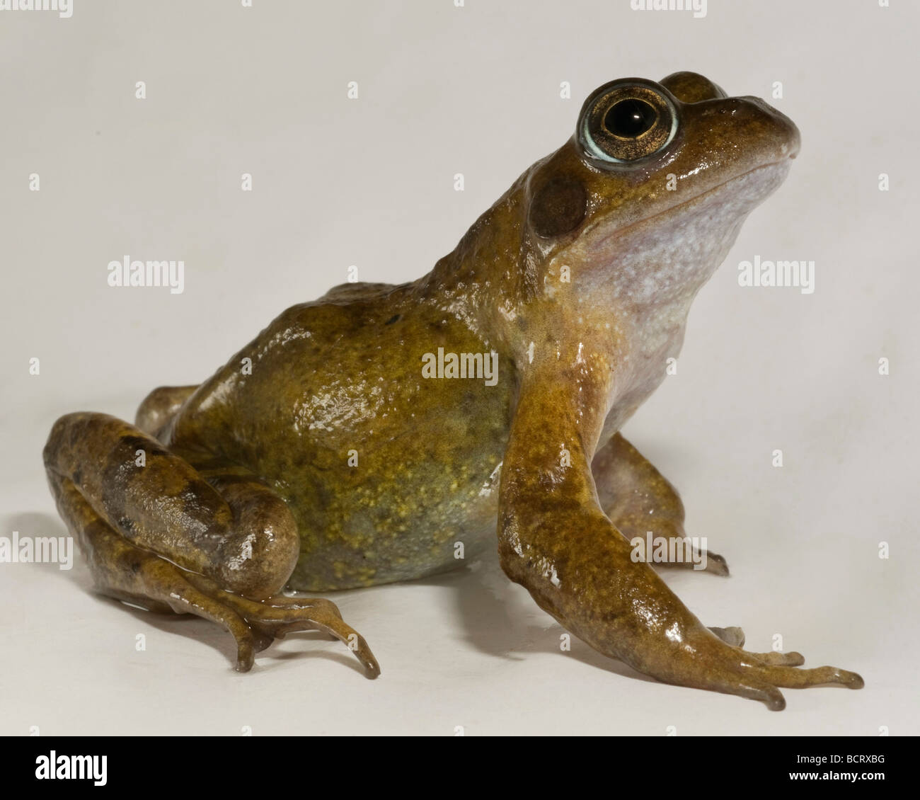 Common Frog Rana temporaria taken in studio Stock Photo - Alamy
