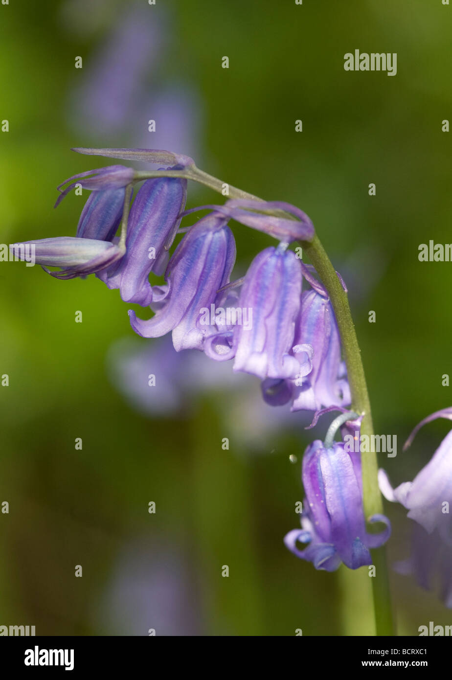 Bluebell display hi-res stock photography and images - Alamy