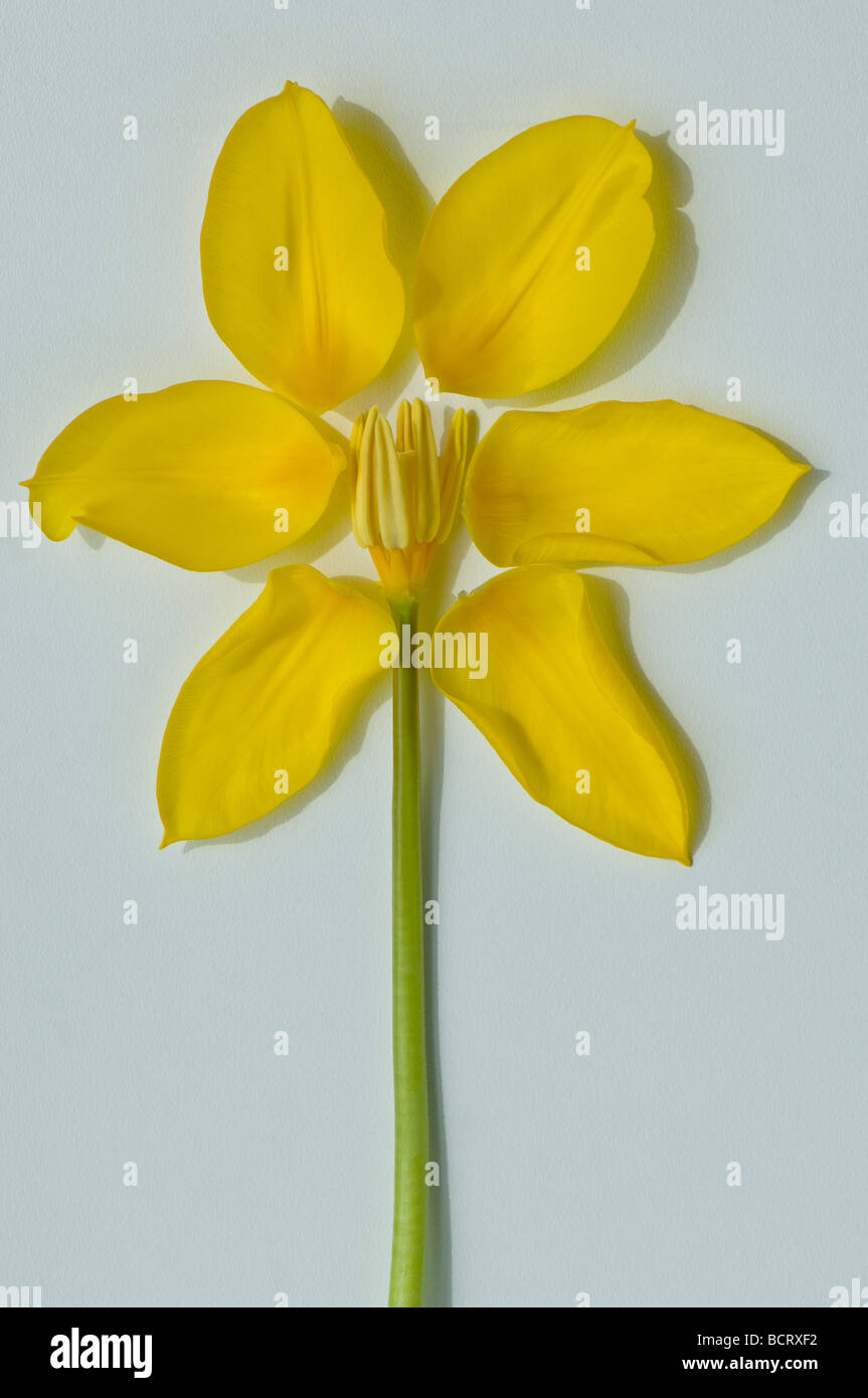 Vibrant intense colour of a Tulip. A spring garden flower Stock Photo ...