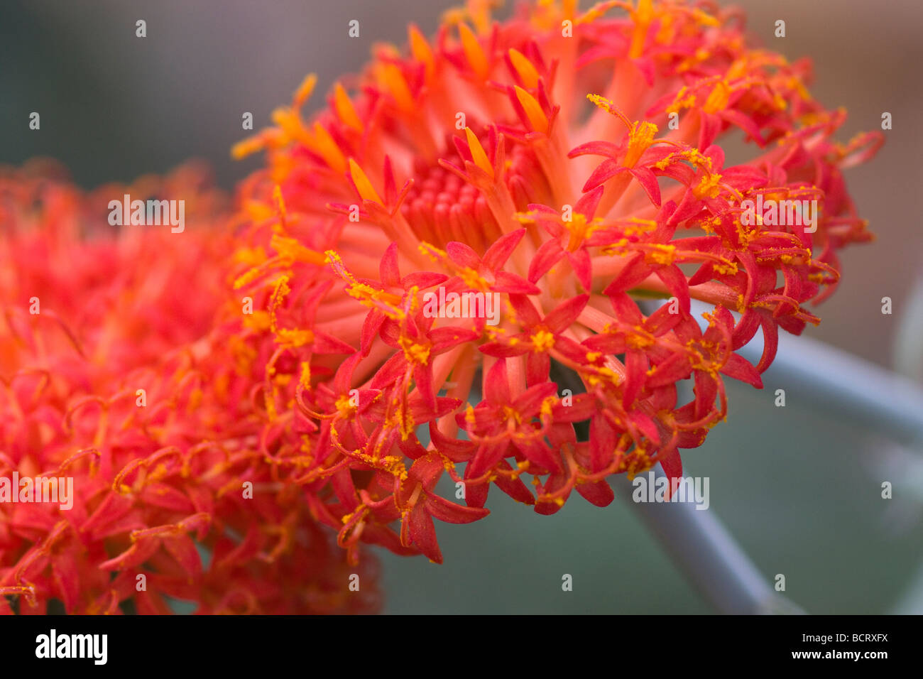 Kleinia hi-res stock photography and images - Alamy