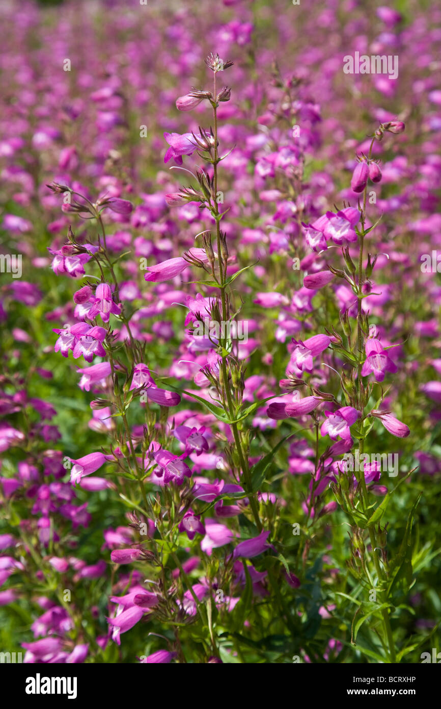 Penstemon purple flower hi-res stock photography and images - Alamy