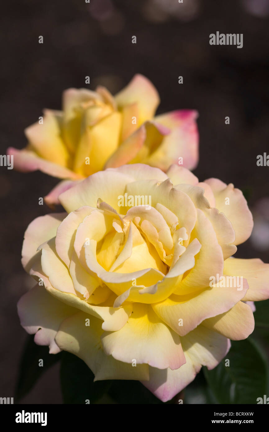 Peace to grow hi-res stock photography and images - Alamy