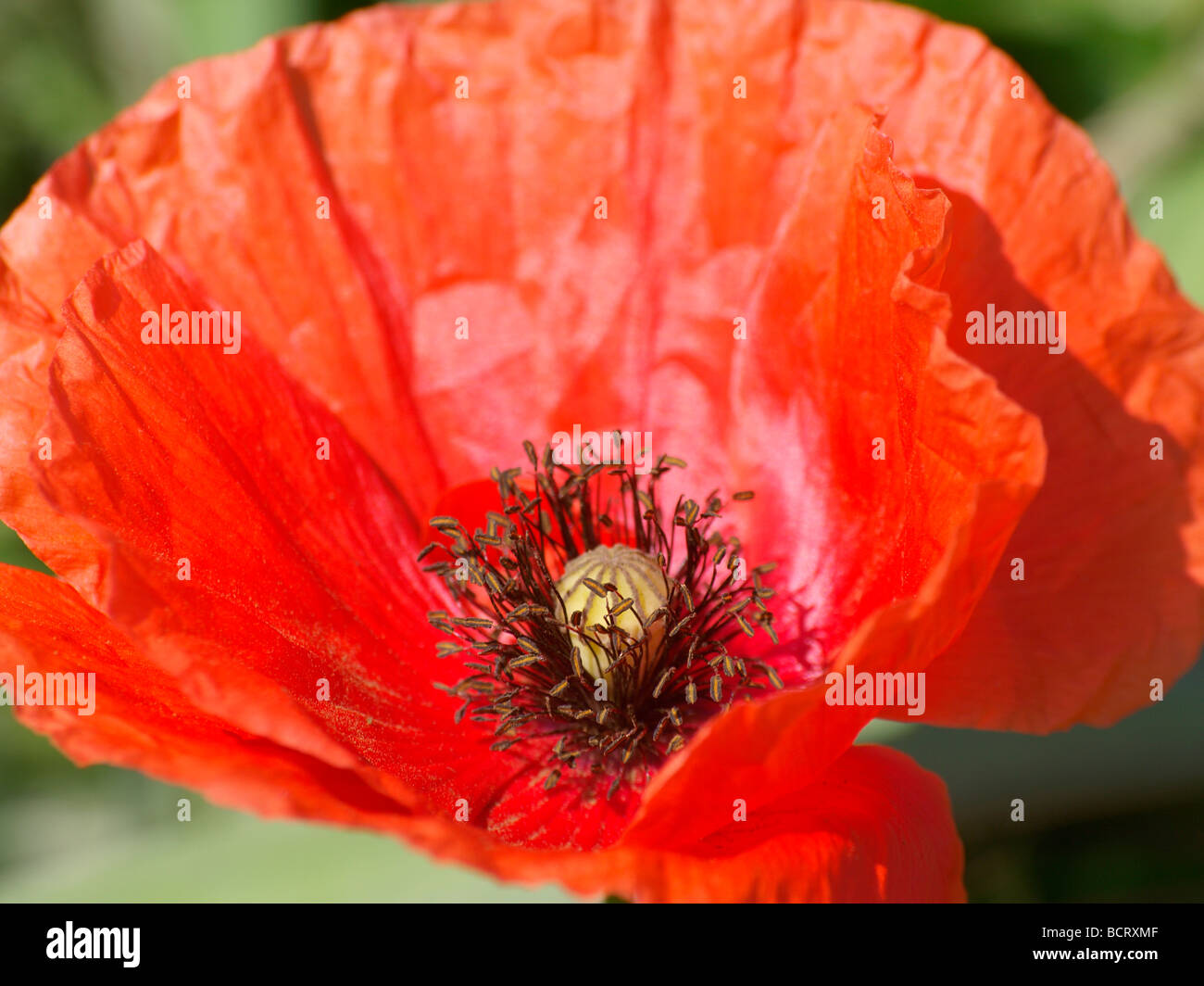 Poppy center hi-res stock photography and images - Alamy