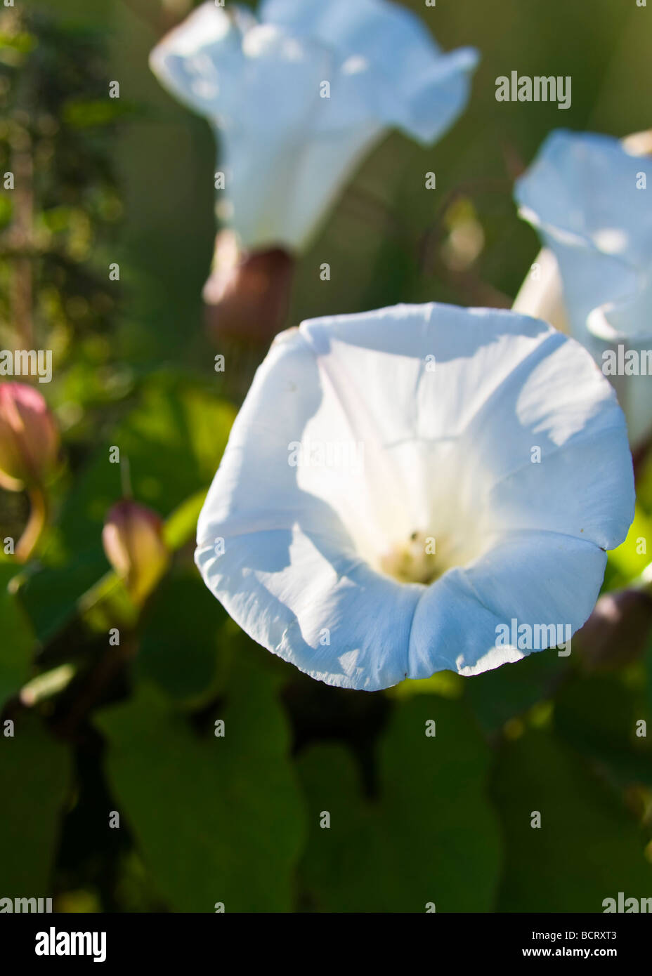 Large Bindweed calystegia silvatica growing in a clump in a field of ...