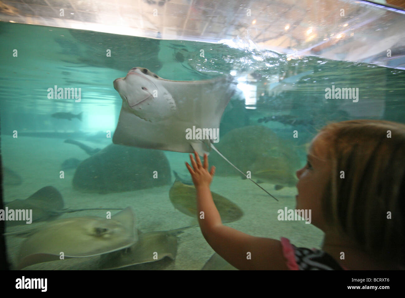 Young girl looking at fish in aquarium Stock Photo - Alamy