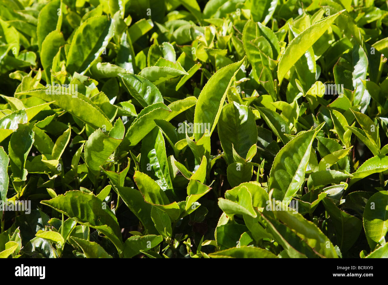 Munnar tea leaves hi-res stock photography and images - Alamy