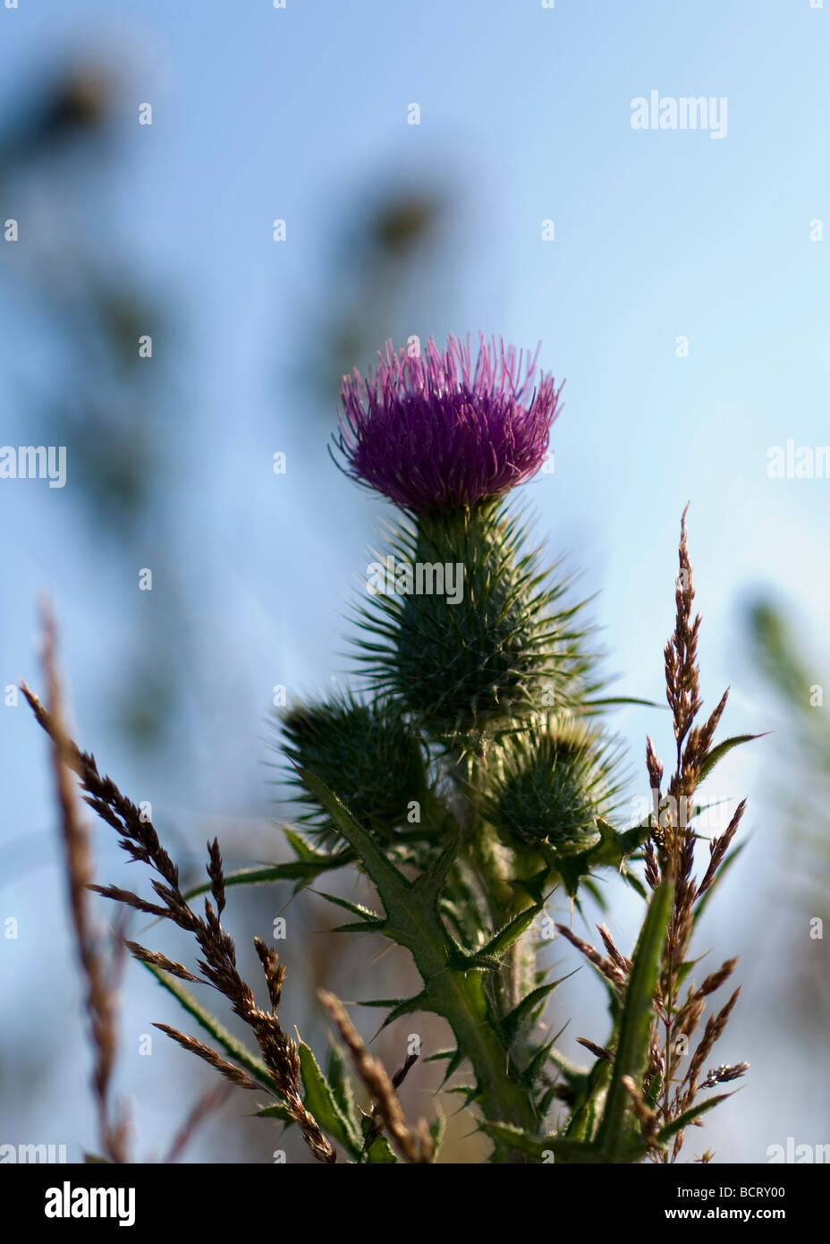 Marsh flower hi-res stock photography and images - Alamy