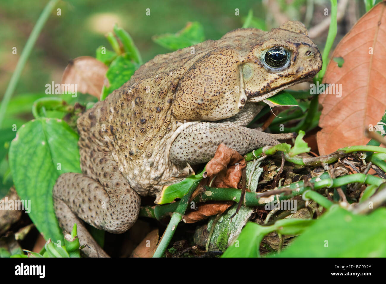 Marinus High Resolution Stock Photography and Images - Alamy
