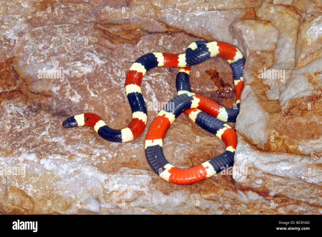 Arizona Coral Snake Stock Photo - Alamy