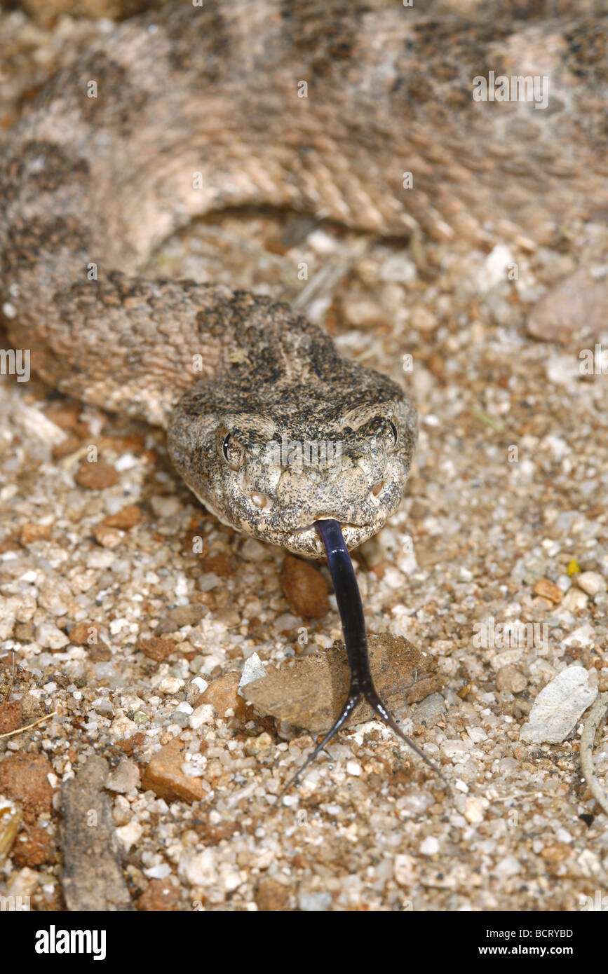 Tiger snake fangs hi-res stock photography and images - Alamy