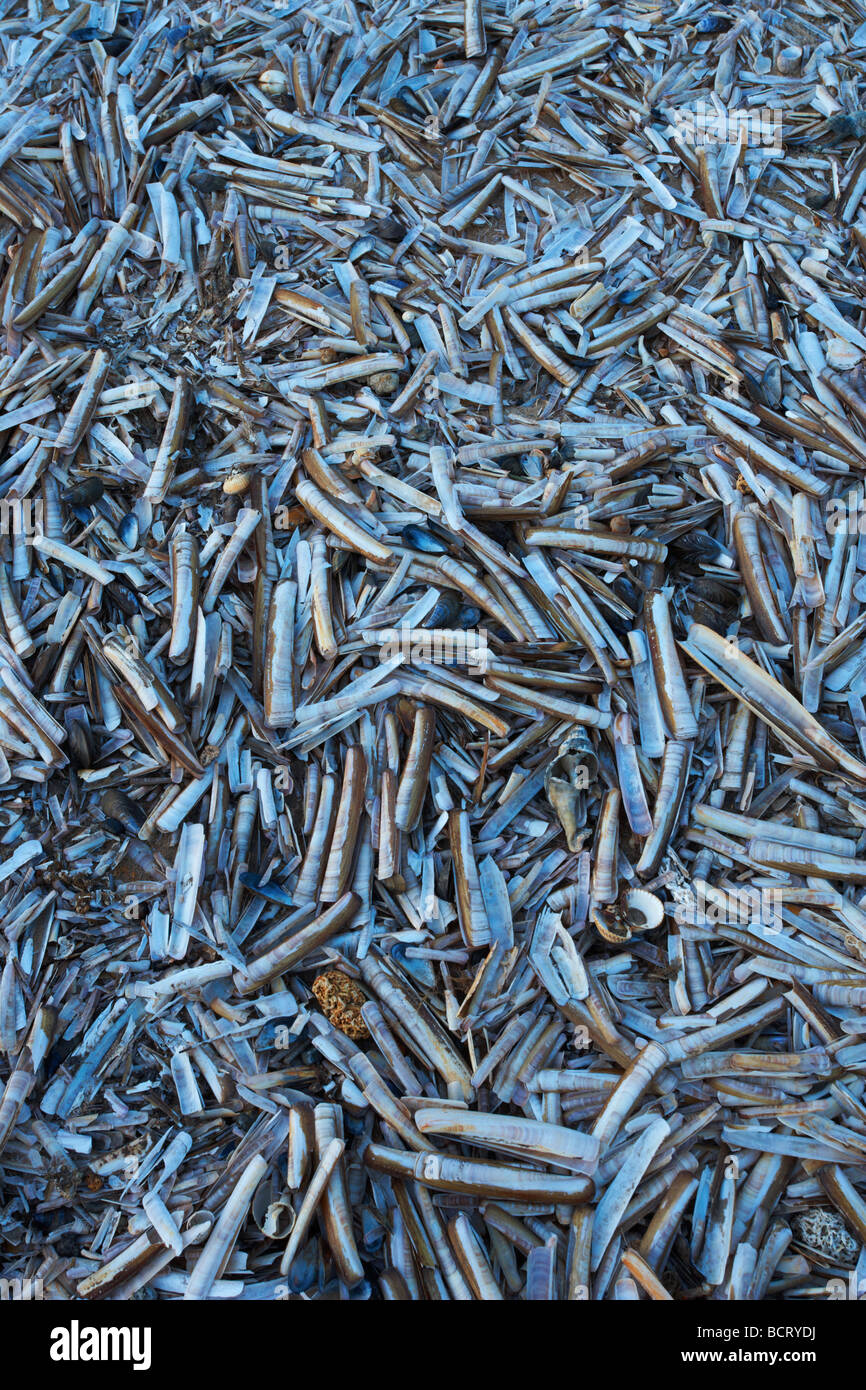 Shells on the beach at Titchwell in North Norfolk Stock Photo - Alamy