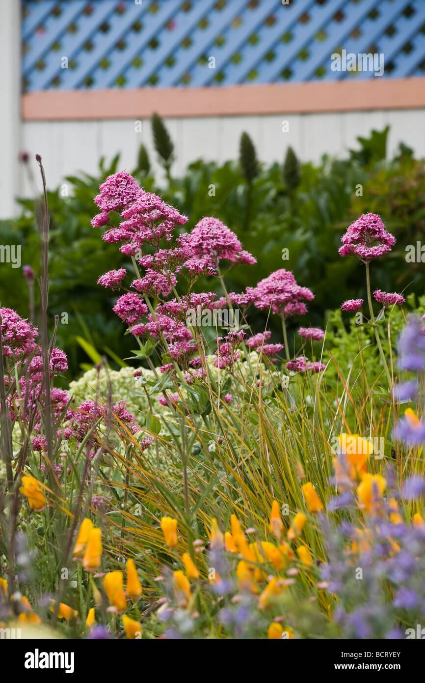 Magenta flowering perennial Centranthus ruber Jupiter s Beard or Red ...